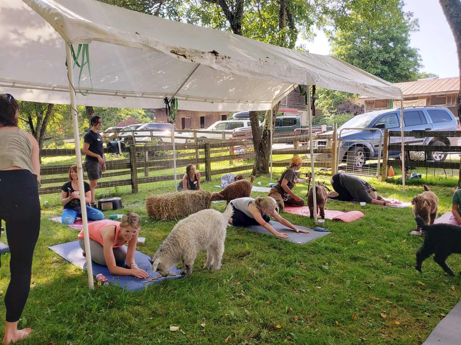 Baby Goat Yoga – Apple Hill Farm NC