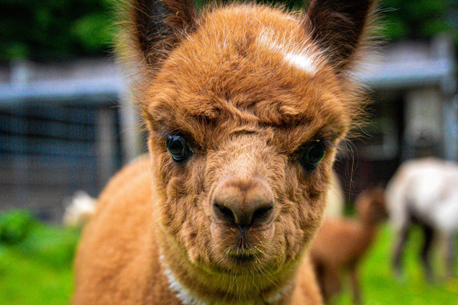 Apple Hill Farm | Banner Elk, NC