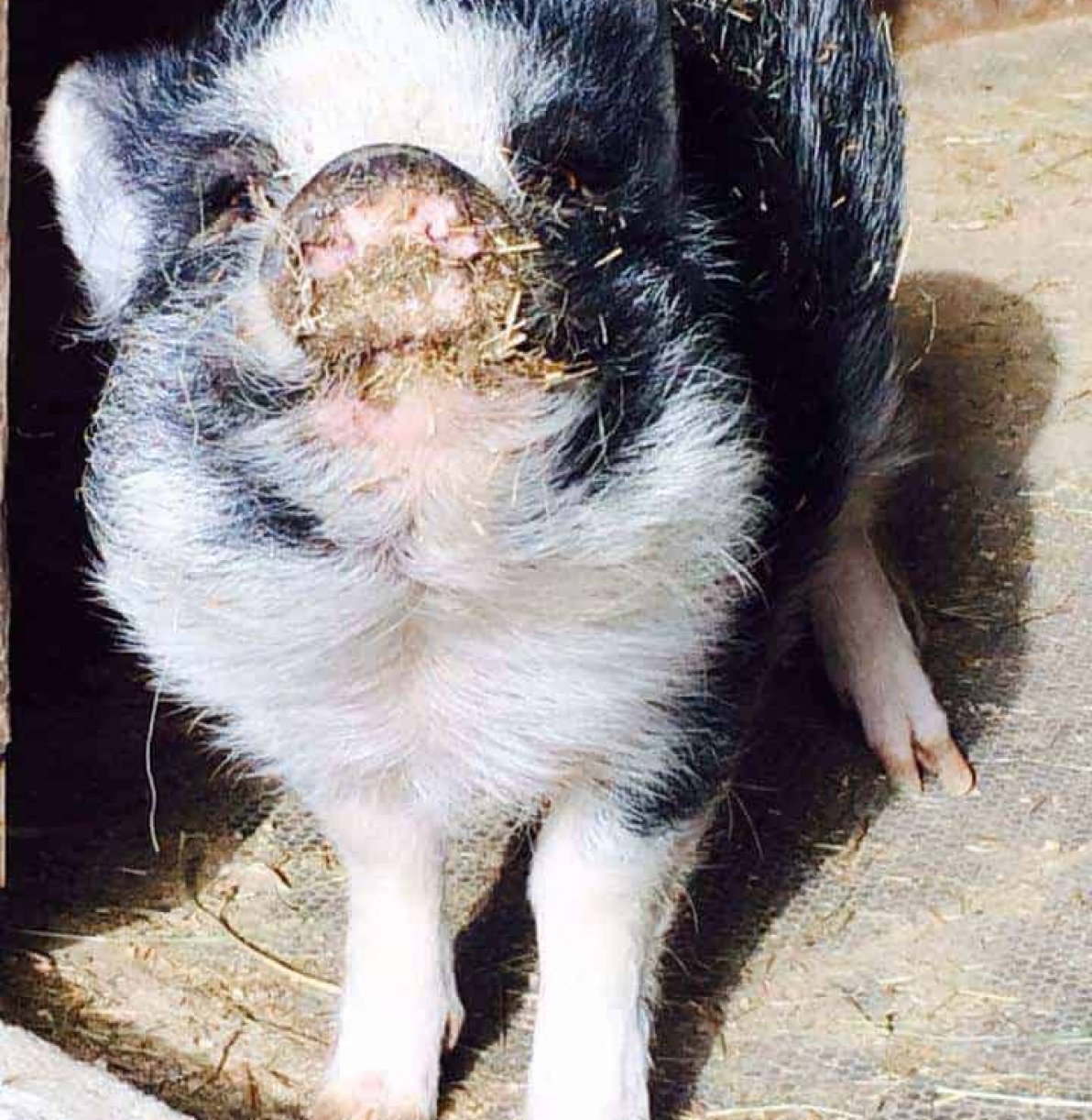 Apple Hill Farm NC – A place where animals talk and people listen.